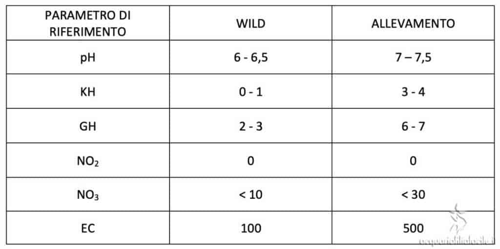Discus, il re dell'acquario tropicale - Acquariofilia Facile